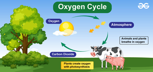 Oxygen Cycle - Production, Stages, Uses, Importance - GeeksforGeeks
