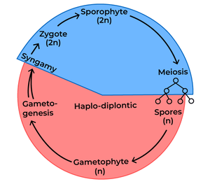 Pteridophyta - Definition, Characteristics, Classification, Uses ...