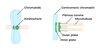 Difference Between Centromere and Kinetochore - GeeksforGeeks