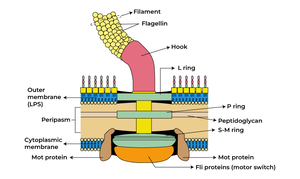 Understanding Flagella: Structure, Function, and Diversity - GeeksforGeeks