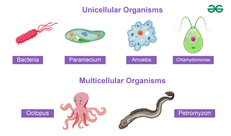 Cell Number, Shape and Size - Class 8 Notes - GeeksforGeeks