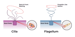 Understanding Flagella: Structure, Function, and Diversity - GeeksforGeeks