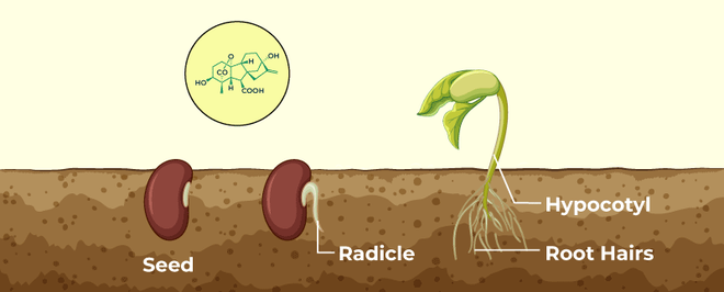 Gibberellins: Functions and Agricultural Applications - GeeksforGeeks