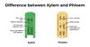 Xylem And Phloem Difference