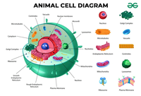 Facts about Animal Cell - GeeksforGeeks