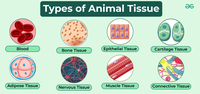What is Tissue? - GeeksforGeeks