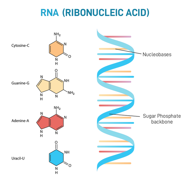 RNA Full Form - GeeksforGeeks