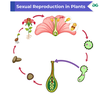Plant Physiology - GeeksforGeeks