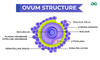 Difference Between Sperm and Ovum - GeeksforGeeks