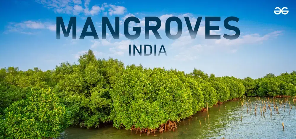 Mangroves In India Meaning Importance And Conservation GeeksforGeeks Mangroves In India Meaning Importance And Conservation GeeksforGeeks