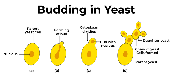 Unicellular Organisms - GeeksforGeeks