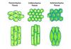 Plant Tissue System - GeeksforGeeks