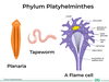 Platyhelminthes - GeeksforGeeks