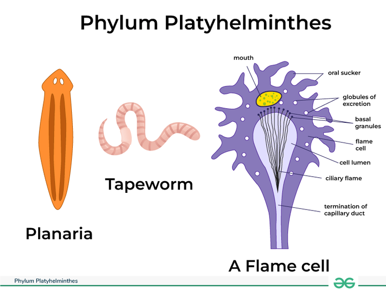 Platyhelminthes | GeeksforGeeks