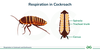 Respiration Process in Cockroach and Earthworm - GeeksforGeeks