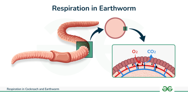 Respiration Process in Cockroach and Earthworm - GeeksforGeeks