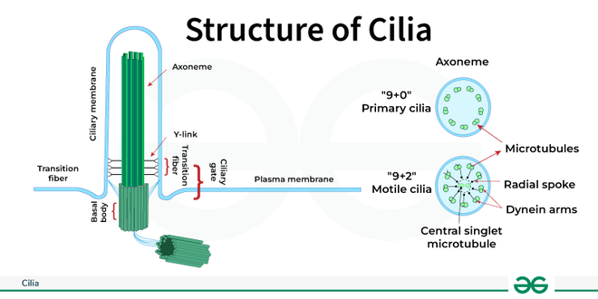 Cilia - An Overview - GeeksforGeeks