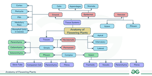Anatomy of Flowering Plants - GeeksforGeeks