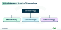 Ethnobotany - GeeksforGeeks