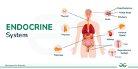 Hormones In Animals - GeeksforGeeks