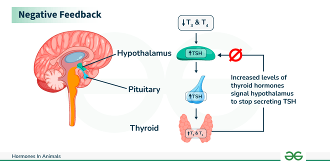 Hormones In Animals - GeeksforGeeks