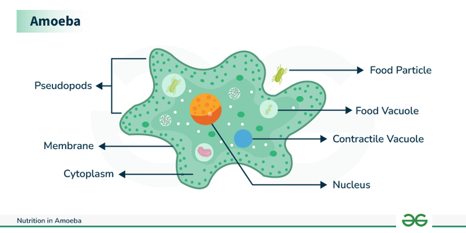 Nutrition in Amoeba with Diagram and its Process - GeeksforGeeks