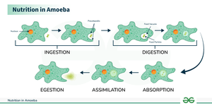Nutrition in Amoeba with Diagram and its Process - GeeksforGeeks
