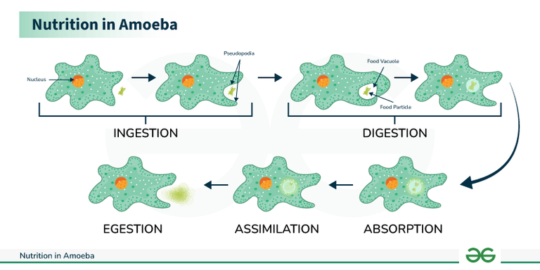 Nutrition in Amoeba with Diagram and its Process - GeeksforGeeks