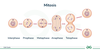Cell Cycle - Definition, Phases of Cell Cycle - GeeksforGeeks