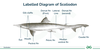 Labelled Diagram of Scoliodon - GeeksforGeeks