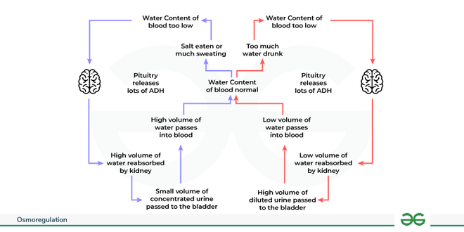 Osmoregulation - Definition, Types, & Importance - GeeksforGeeks