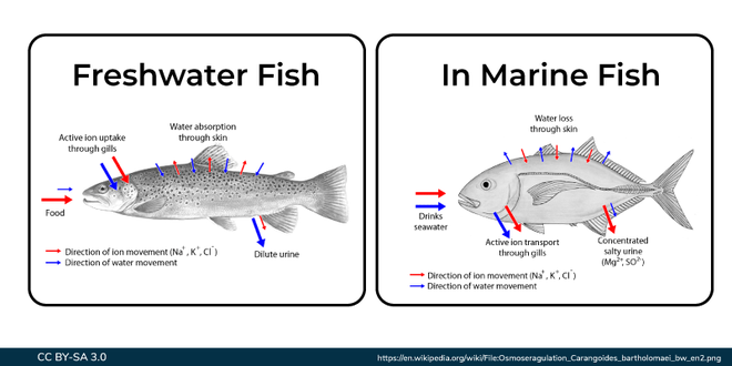 Osmoregulation - Definition, Types, & Importance - GeeksforGeeks