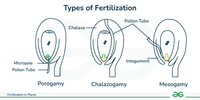 Fertilization in Plants - GeeksforGeeks