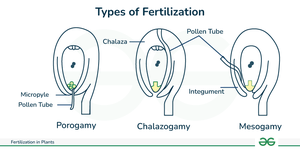 Fertilization in Plants - GeeksforGeeks