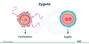 What is a Zygote? - GeeksforGeeks