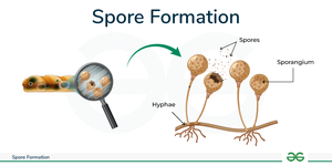 Spore Formation - Method, Diagram and Examples - GeeksforGeeks