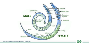 Ascaris lumbricoides Structure and Life Cycle - GeeksforGeeks