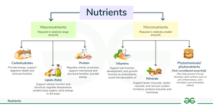 Types and Function of Nutrients - GeeksforGeeks
