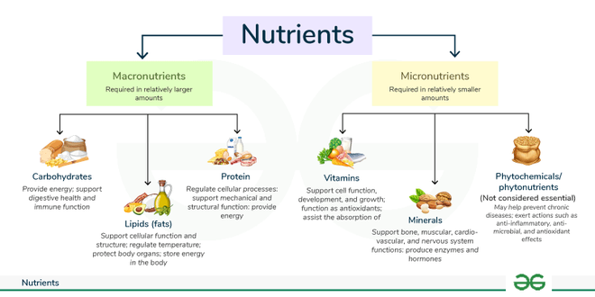 Types and Function of Nutrients - GeeksforGeeks
