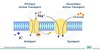 Transport Across Cell Membrane - GeeksforGeeks