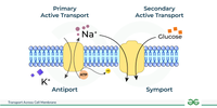 Transport Across Cell Membrane - GeeksforGeeks