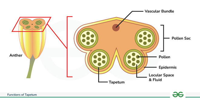 Tapetum - Types and Functions - GeeksforGeeks