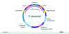 Ti-Plasmid : Features, Diagram and Uses - GeeksforGeeks