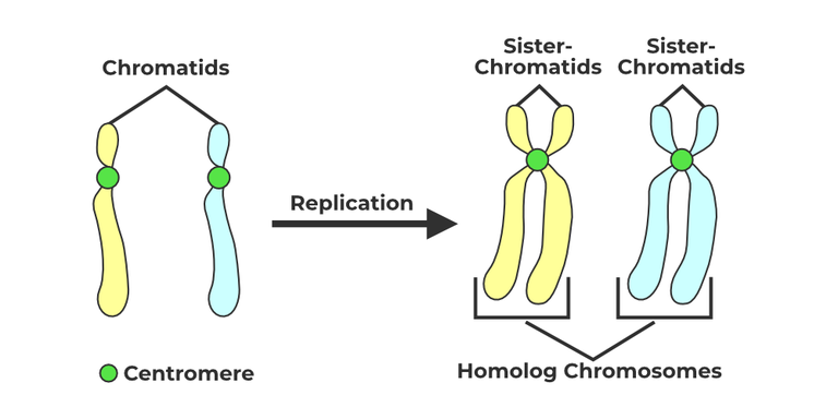 Difference Between Chromosome and Chromatid - GeeksforGeeks