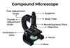 Types of Microscopes - GeeksforGeeks