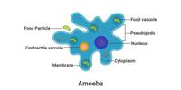 Amoeba: Diagram and Characteristics - GeeksforGeeks