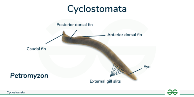 Cyclostomata - Characteristics and Classifications - GeeksforGeeks