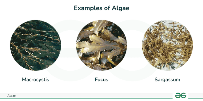 Algae - Definition, Characteristics, Types and Examples - GeeksforGeeks