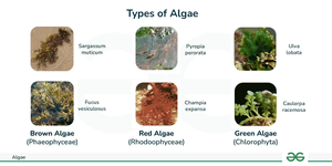Algae - Definition, Characteristics, Types and Examples - GeeksforGeeks