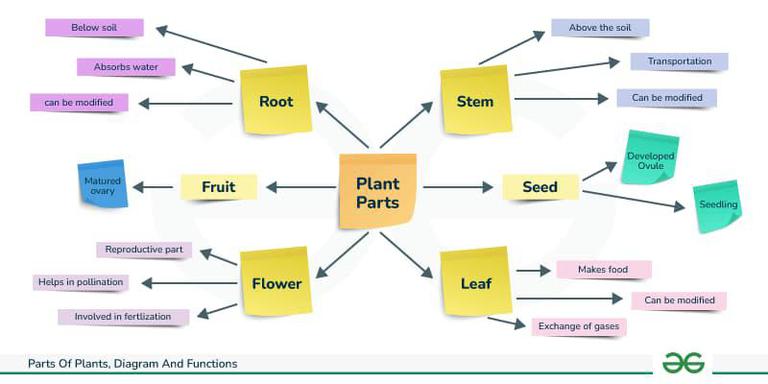 Parts Of Plants, Diagram And Functions - GeeksforGeeks